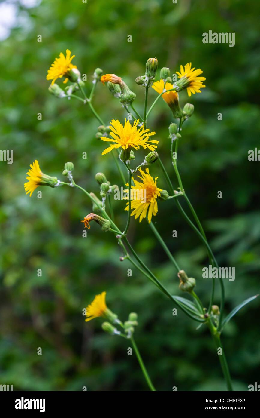 Rough Hawksbeard Crepis biennis plant blooming in a meadow Stock Photo ...