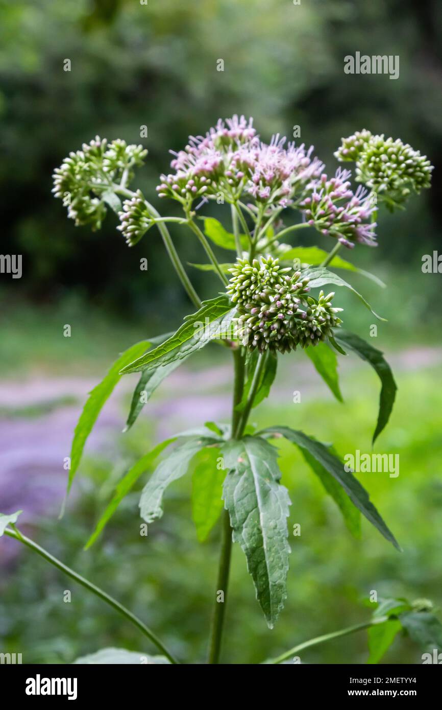 Wild Hemp Identification 8 Ways To Grow Medical Marijuana WikiHow