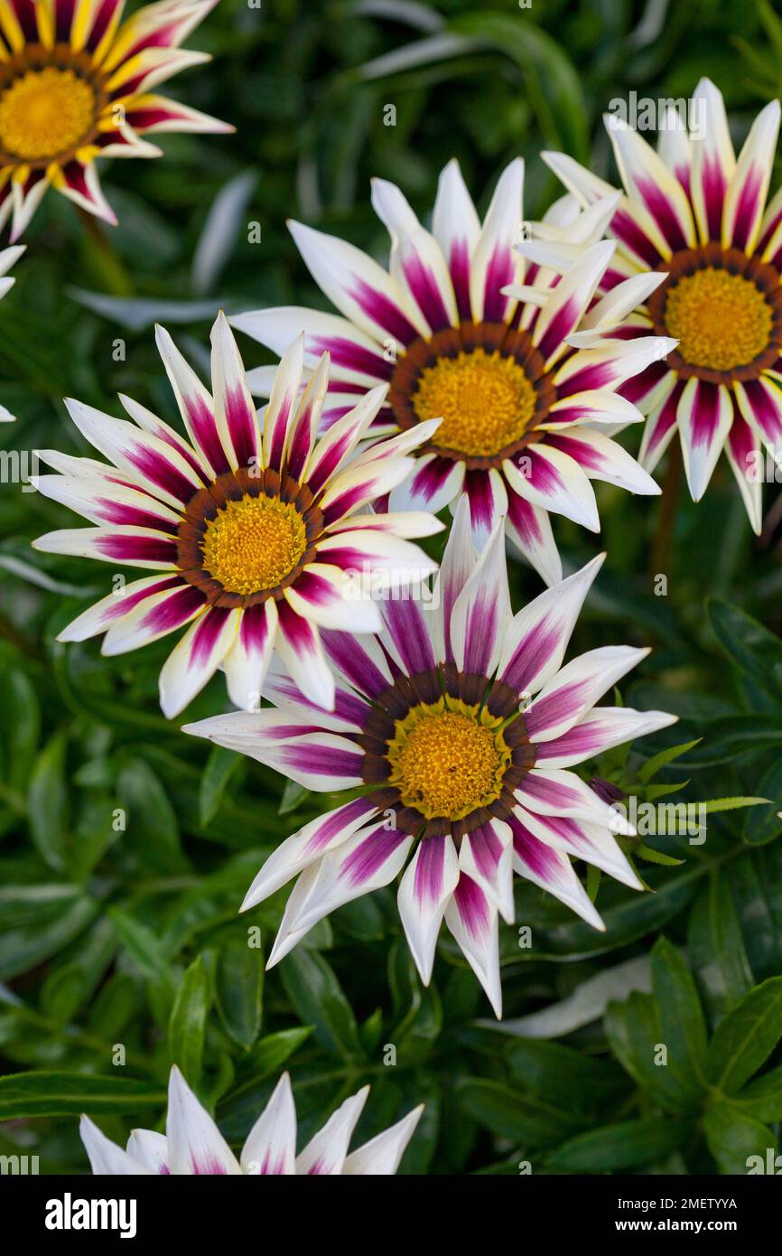 Gazania daybreak rose stripe hi-res stock photography and images - Alamy