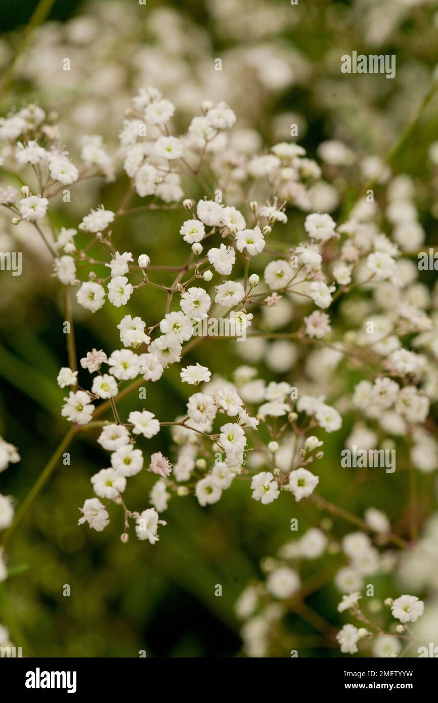 Festival white hi-res stock photography and images - Alamy