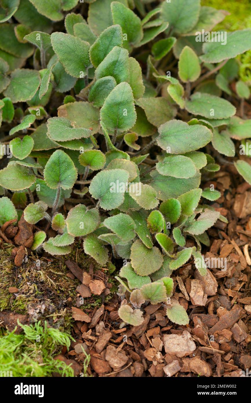 Gunnera prorepens hi-res stock photography and images - Alamy
