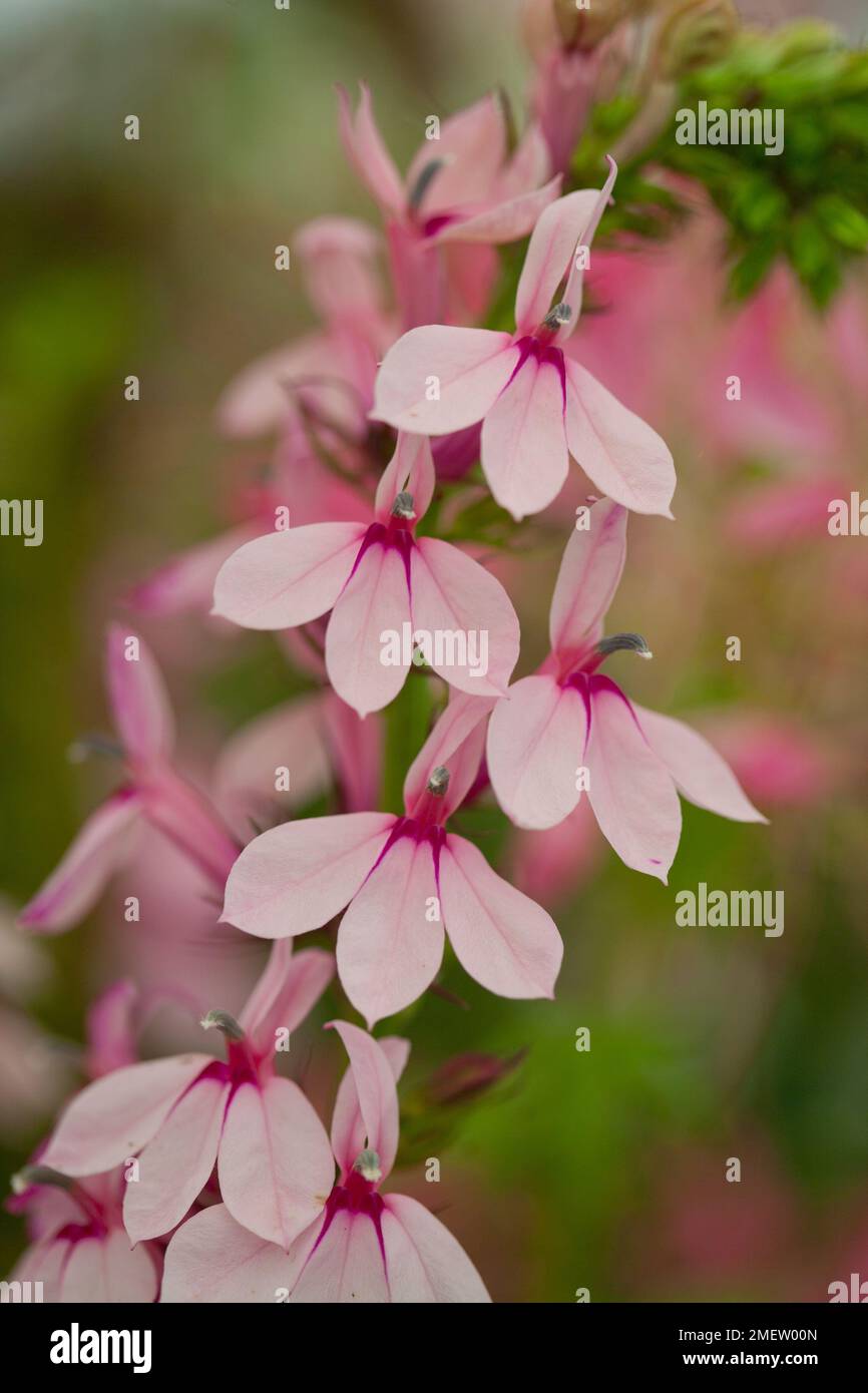 Compton garden hi-res stock photography and images - Alamy