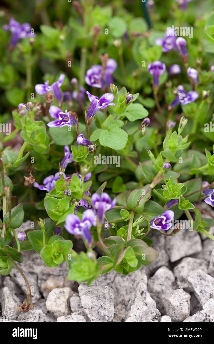 Lindernia Grandiflora