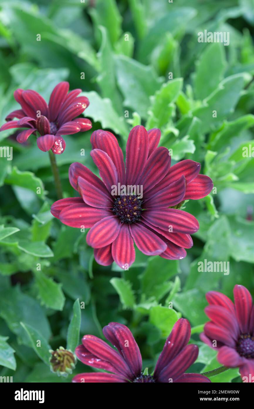 Osteospermum red hi-res stock photography and images - Alamy