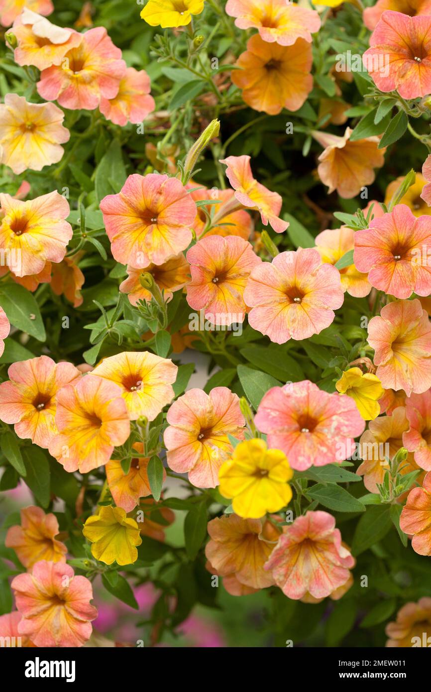 Indian garden image hi-res stock photography and images - Alamy