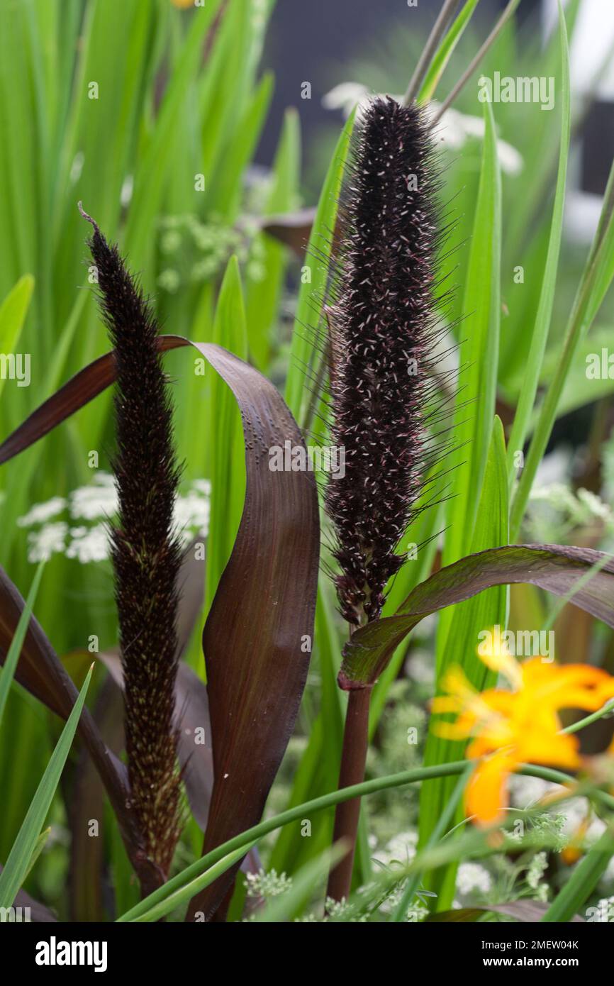 Pennisetum glaucum 'Purple Baron' Stock Photo - Alamy