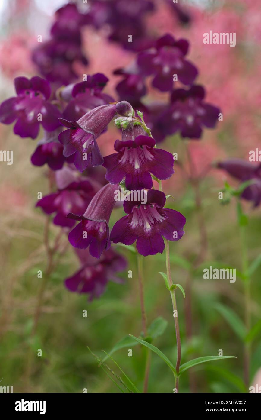 Raven and flower hi-res stock photography and images - Alamy
