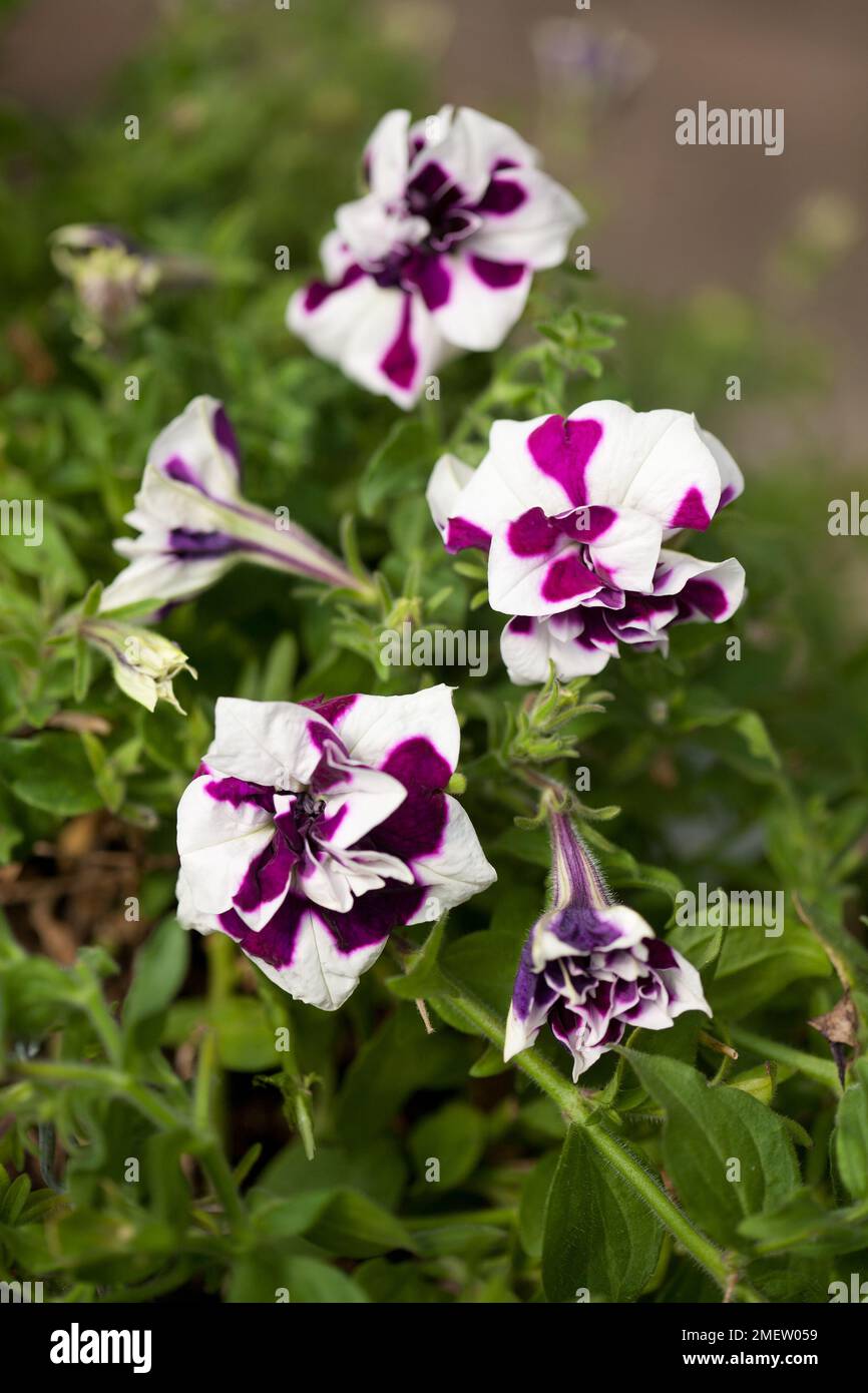 Petunia Tumbelina 'Damson Ripple' Stock Photo - Alamy