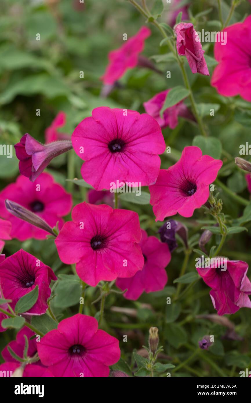 Petunia atkinsiana 'Tidal Wave Purple' Stock Photo - Alamy
