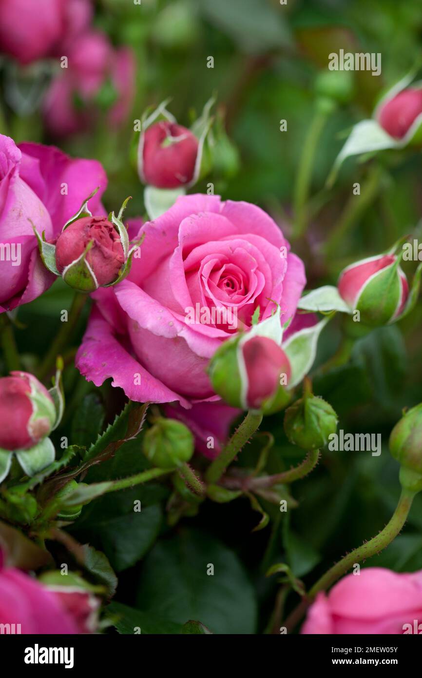 Claire Marshall Tumbler