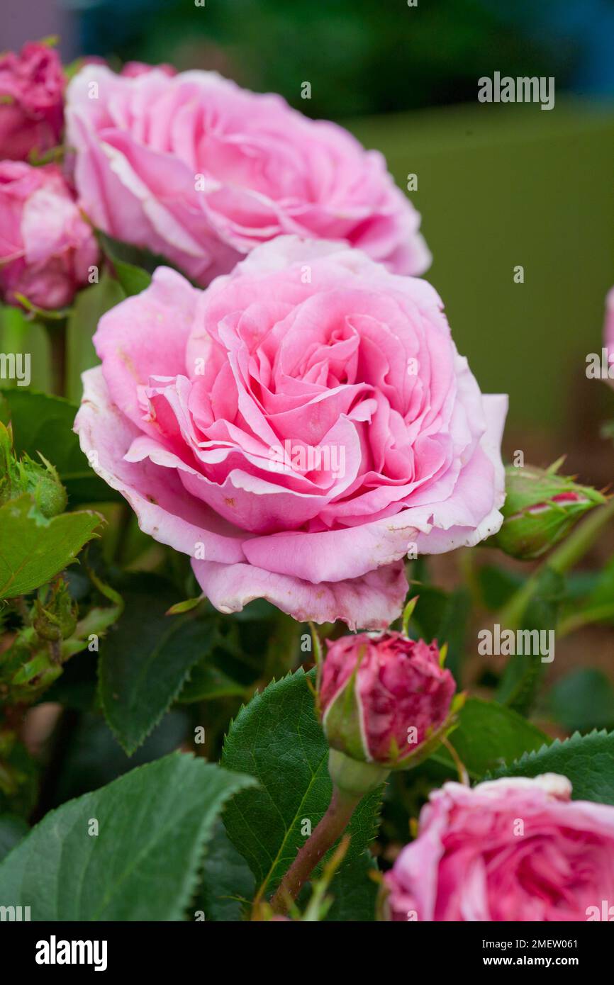 Celebrating the life hi-res stock photography and images - Alamy