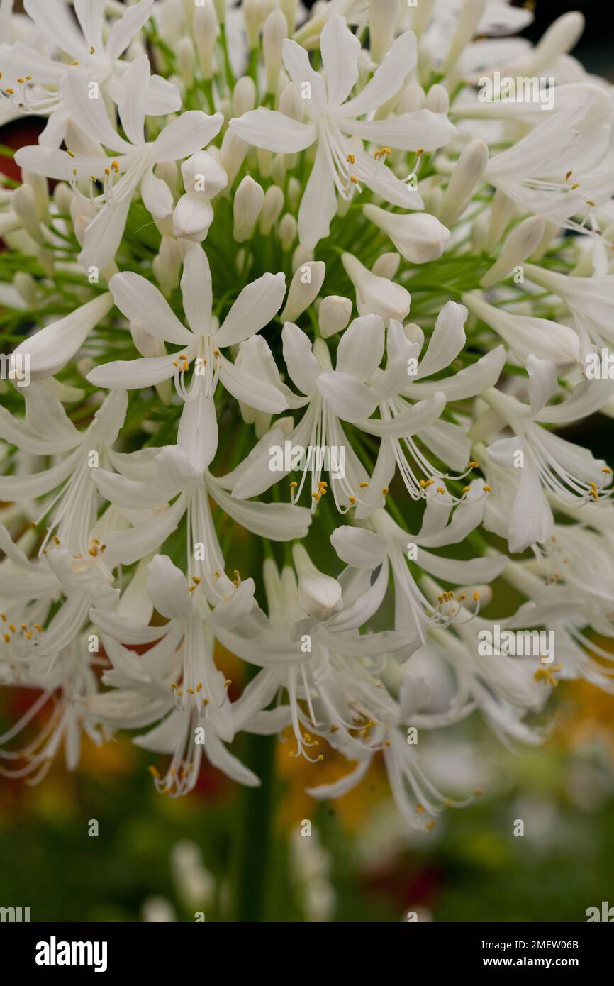 Agapanthus africanus 'Albus' Stock Photo - Alamy