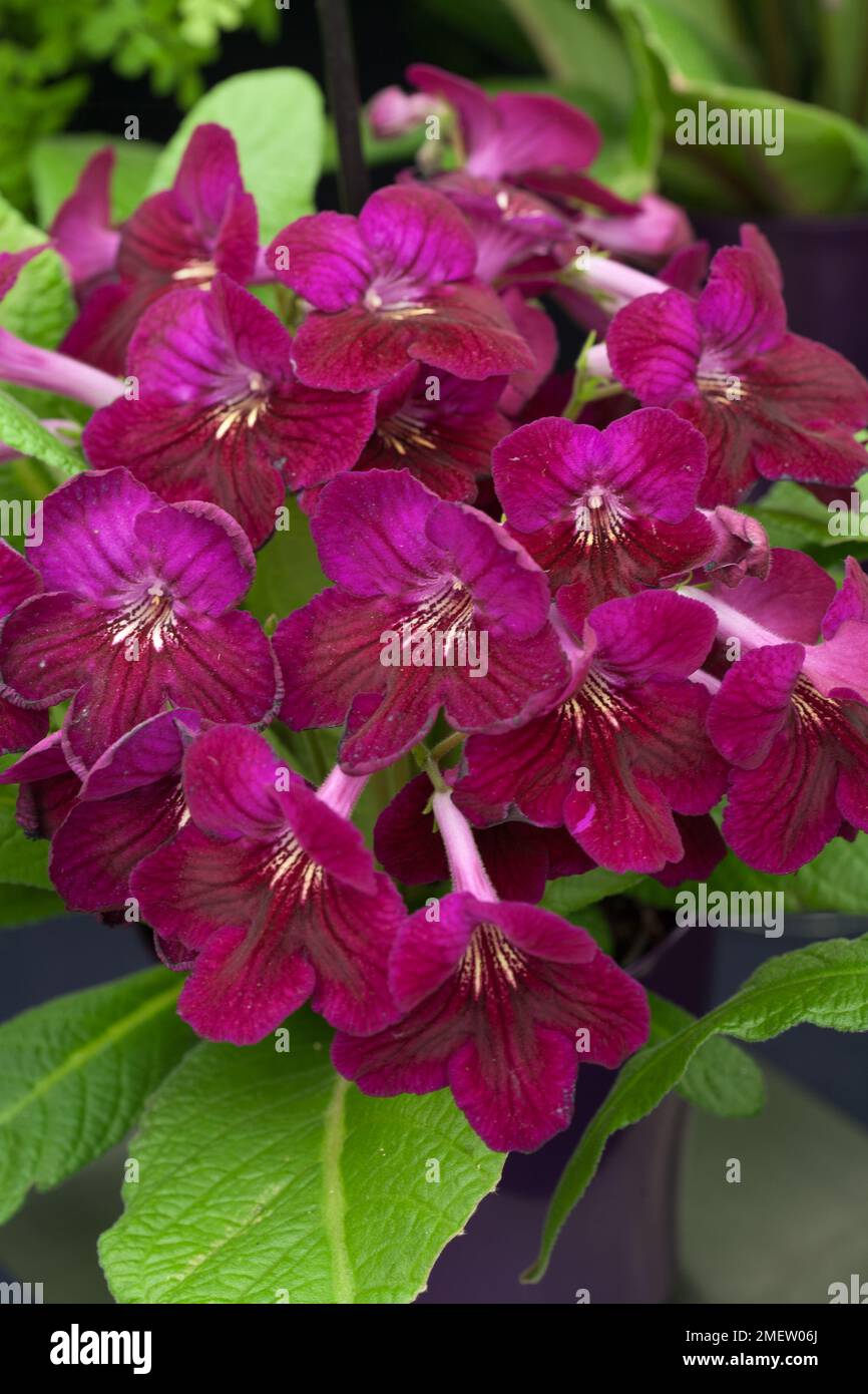 Christina leaf hi-res stock photography and images - Alamy