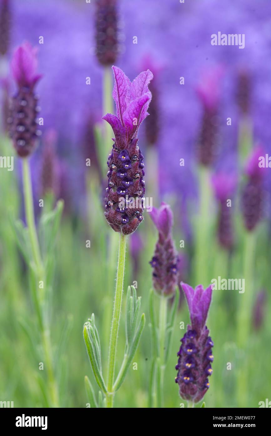 Regal image hi-res stock photography and images - Alamy