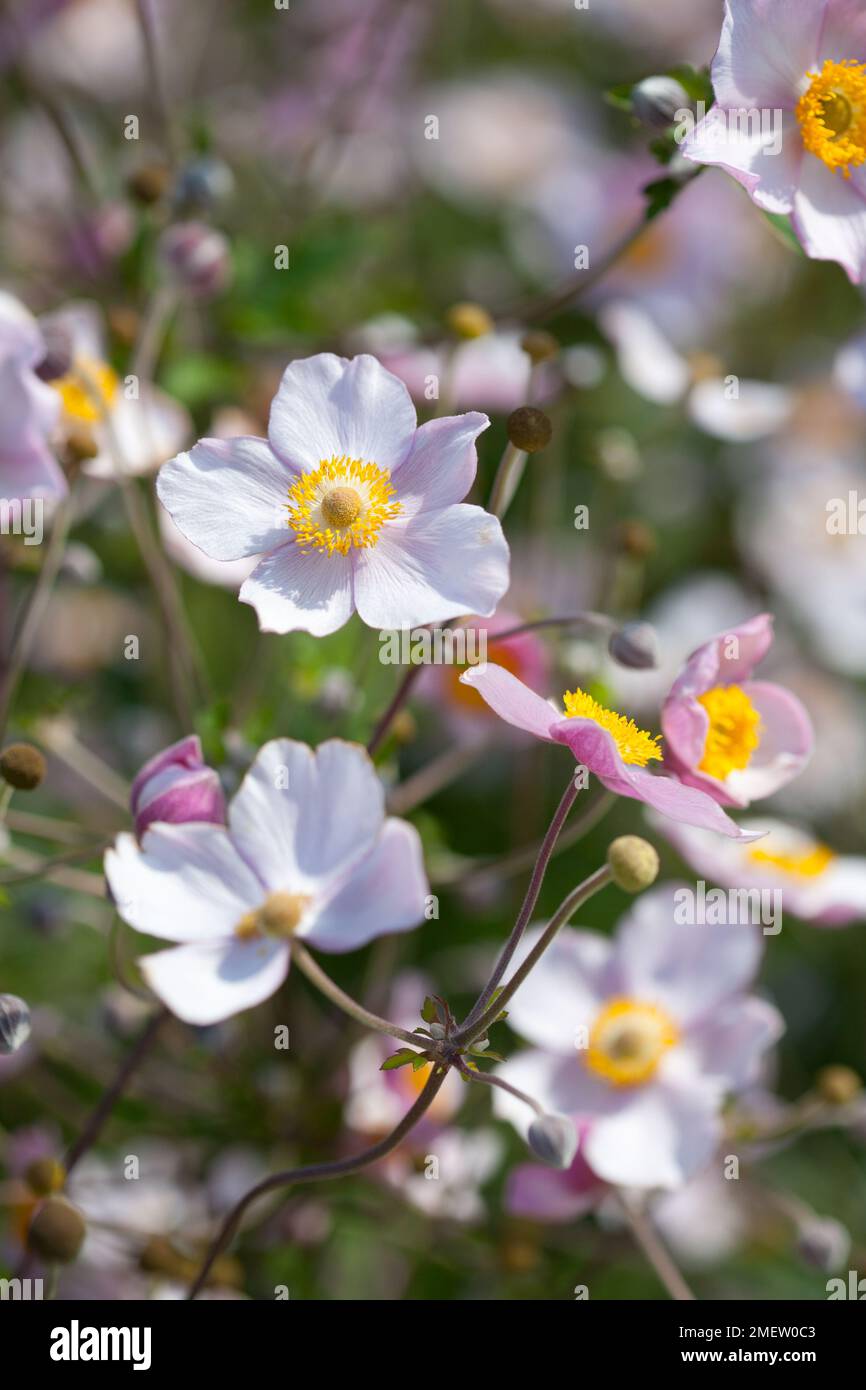 Anemone hybrida robustissima hi-res stock photography and images - Alamy