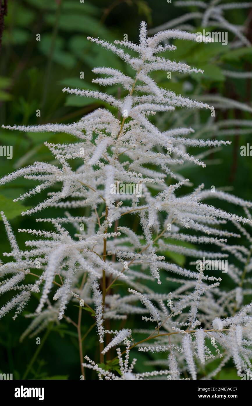 Dioicus hi-res stock photography and images - Alamy