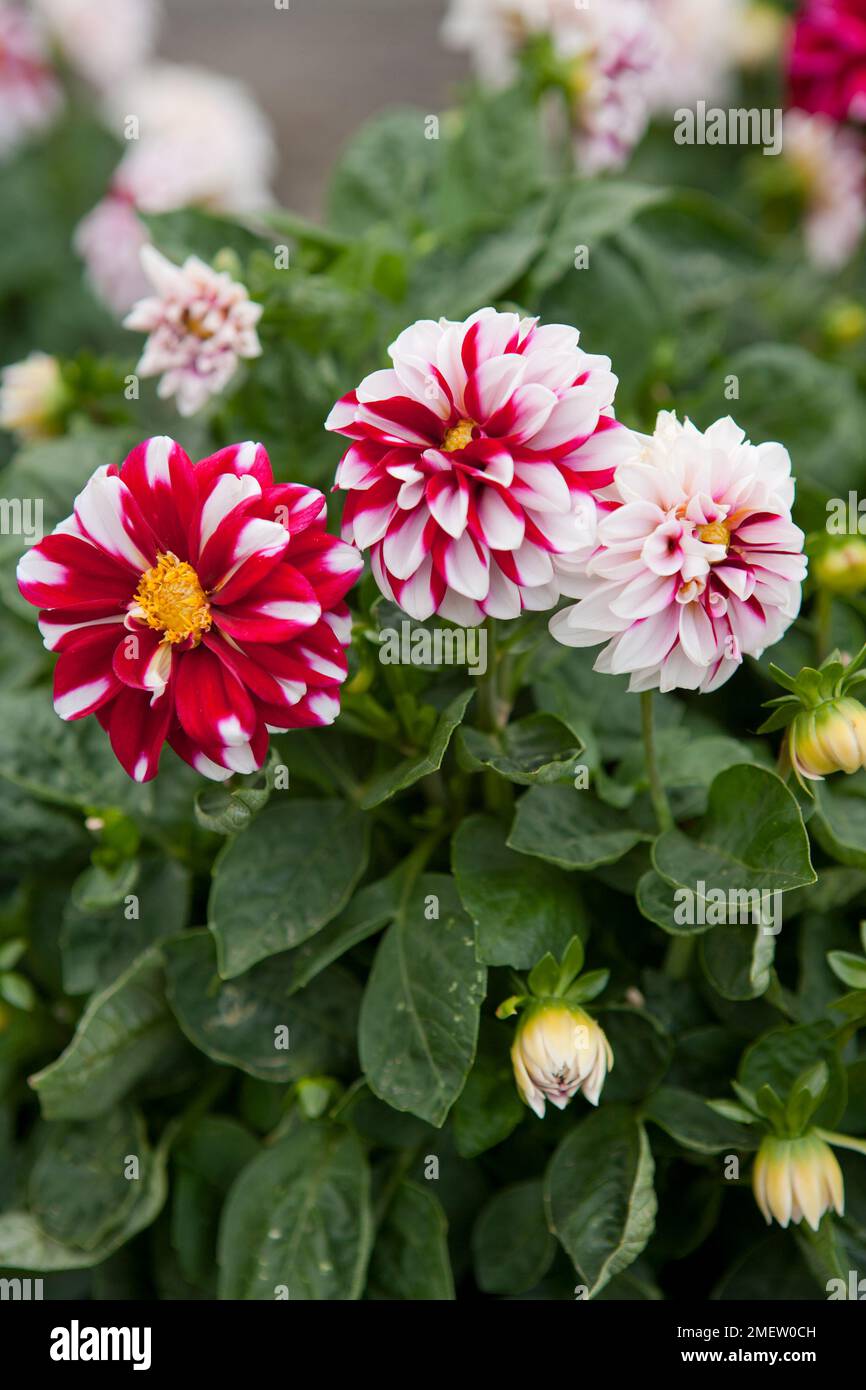 Dahlia 'Starsister Crimson Stripes' Stock Photo - Alamy