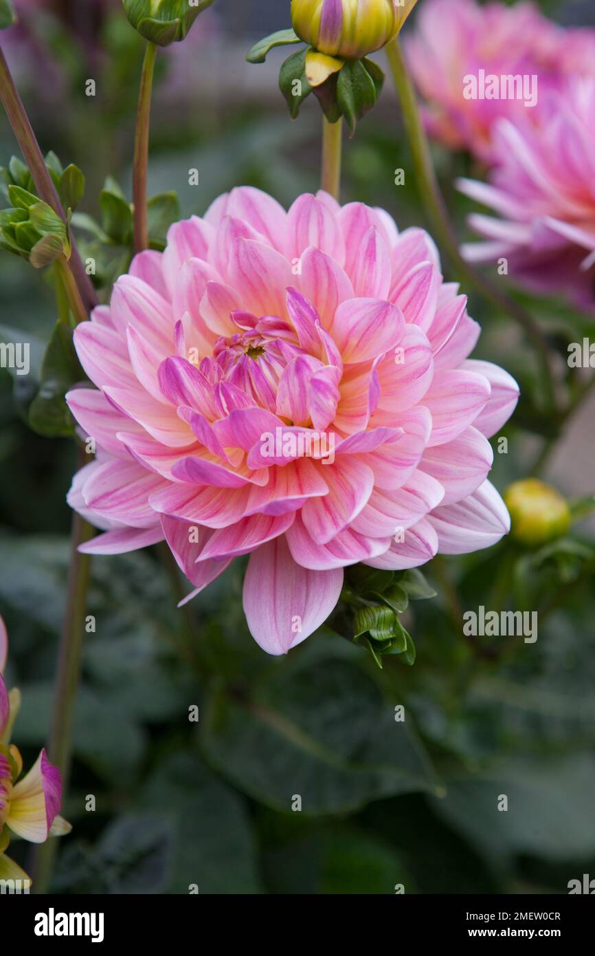 Dahlia magic hi-res stock photography and images - Alamy