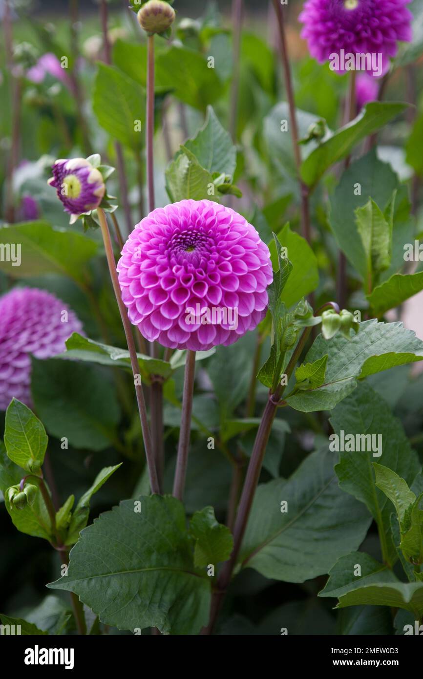 Dahlia 'Westerton Folly' Stock Photo - Alamy