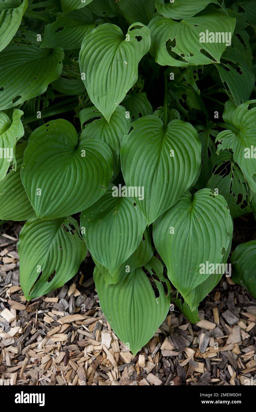 Hosta fortunei var stenantha hi-res stock photography and images - Alamy
