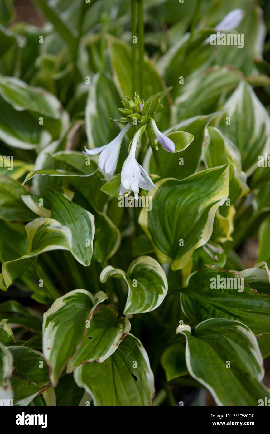 Hosta pilgrim hi-res stock photography and images - Alamy