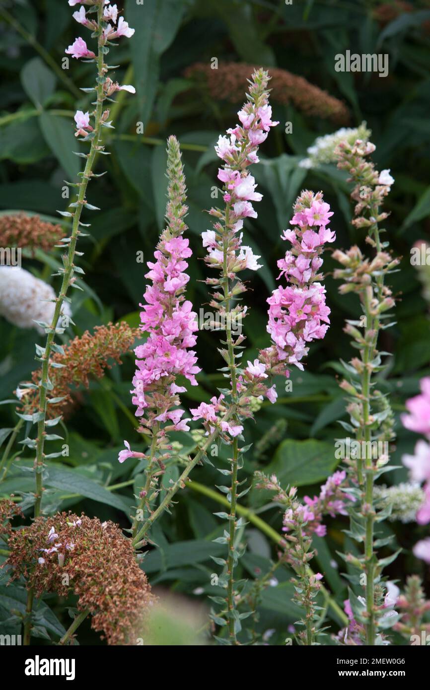 Lythrum salicaria ‘blush’ hi-res stock photography and images - Alamy