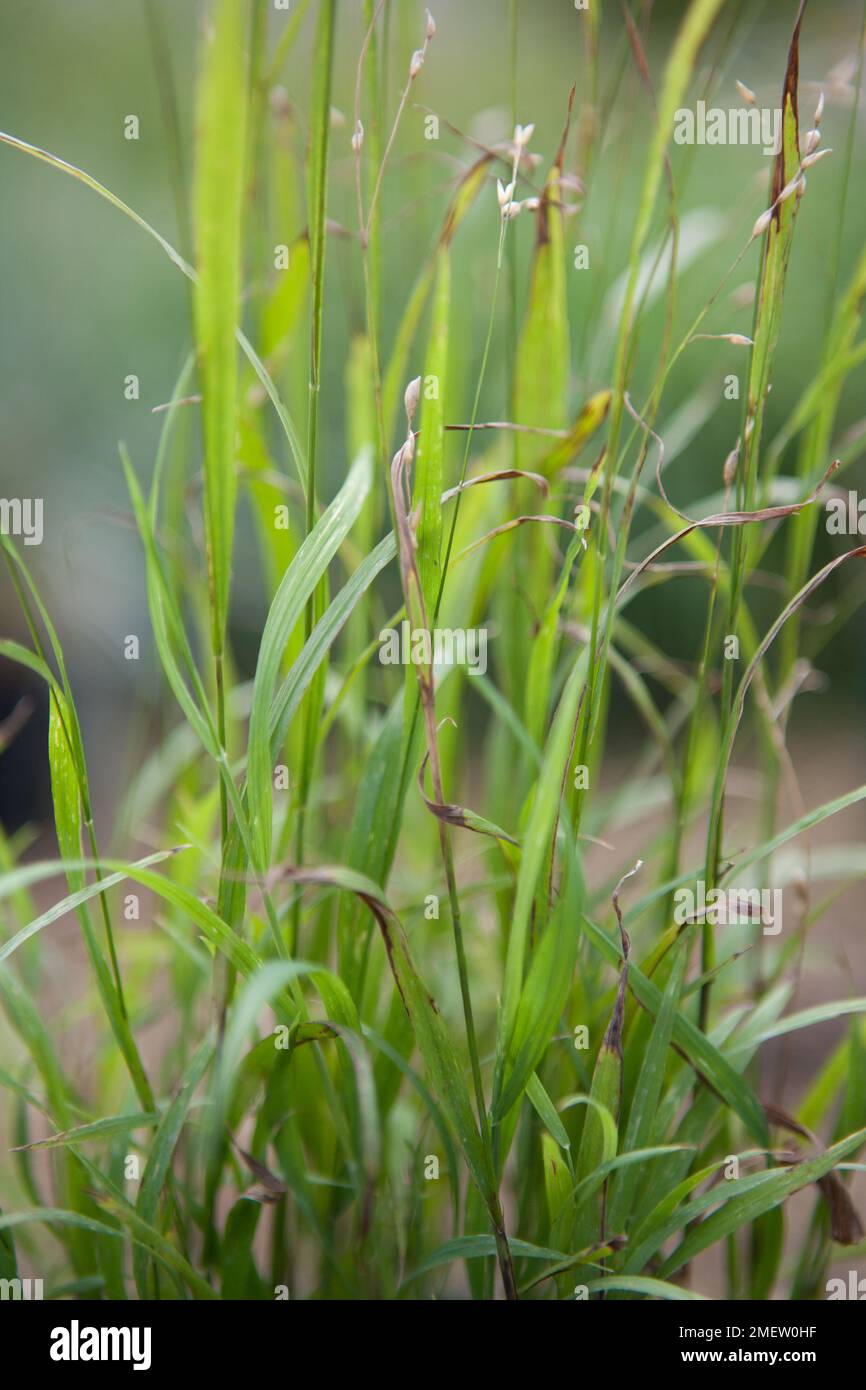 Melica uniflora albida hi-res stock photography and images - Alamy