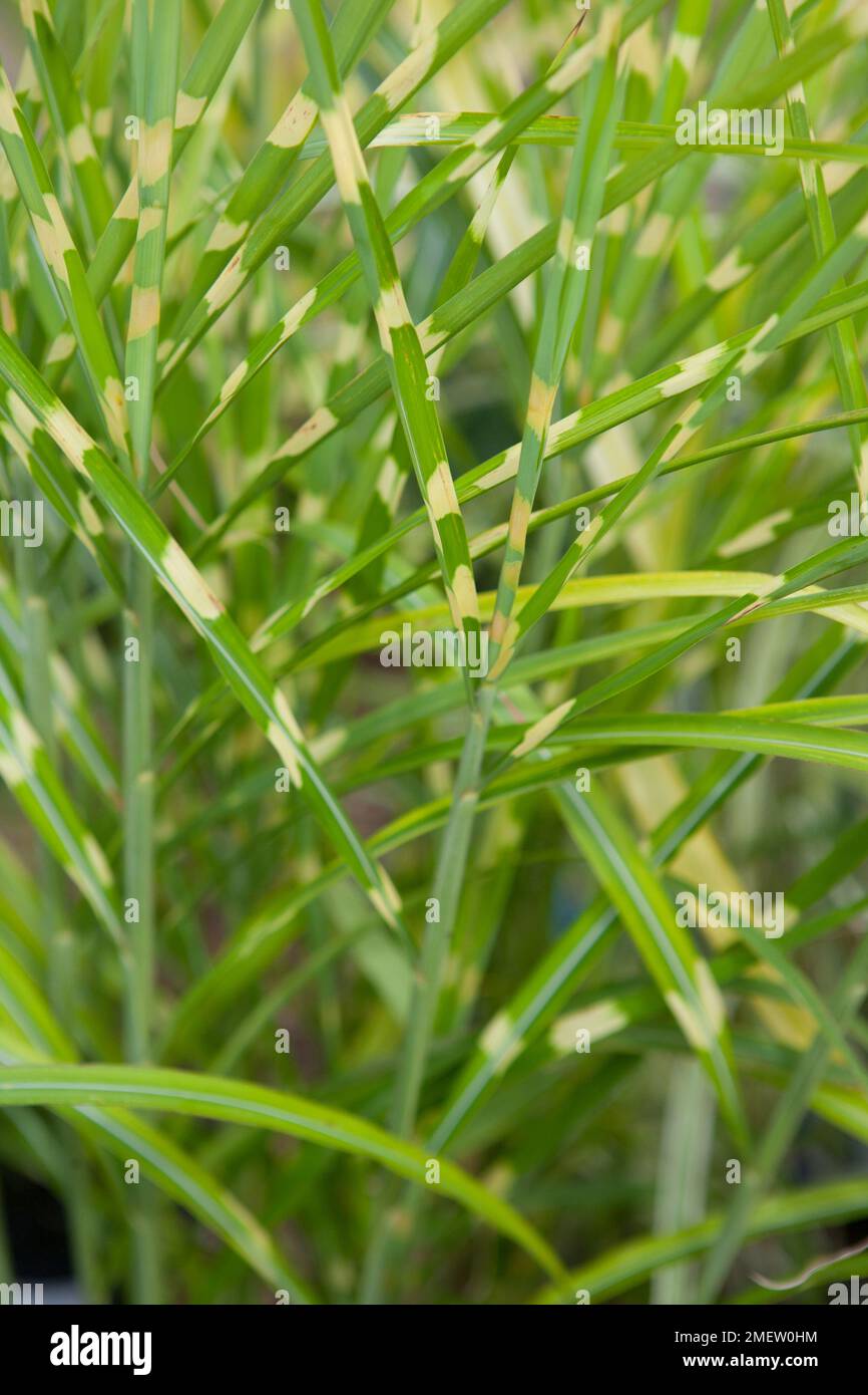 Miscanthus sinensis 'Strictus' Stock Photo - Alamy