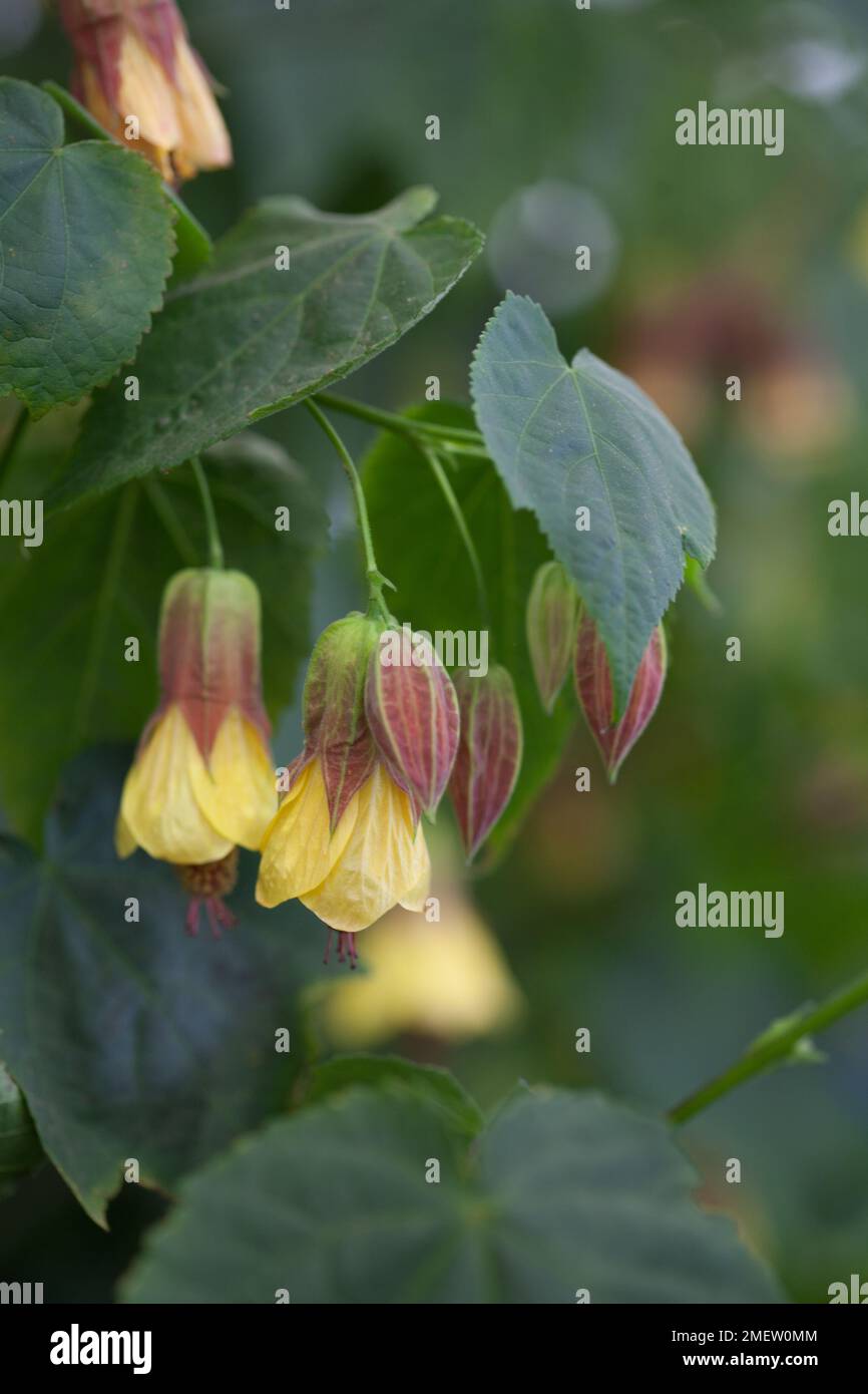 Abutilon milleri hi-res stock photography and images - Alamy