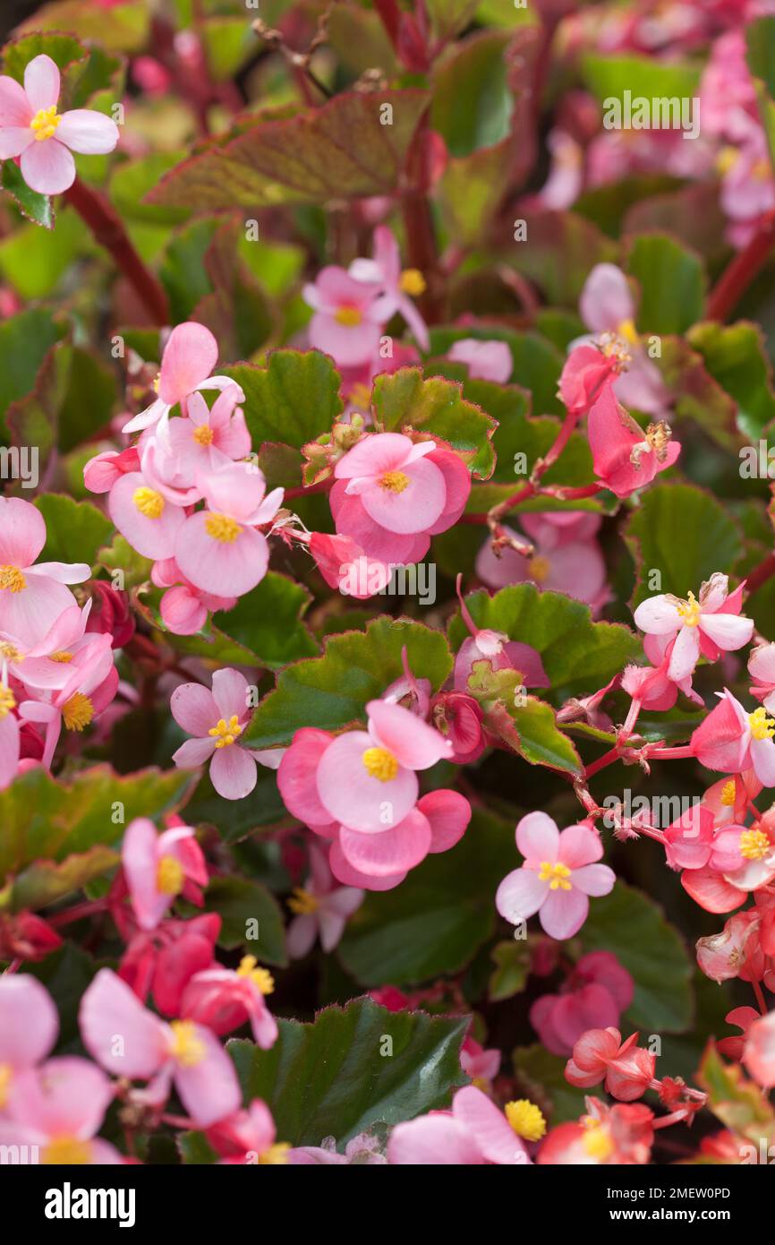 Begonia baby wing hi-res stock photography and images - Alamy