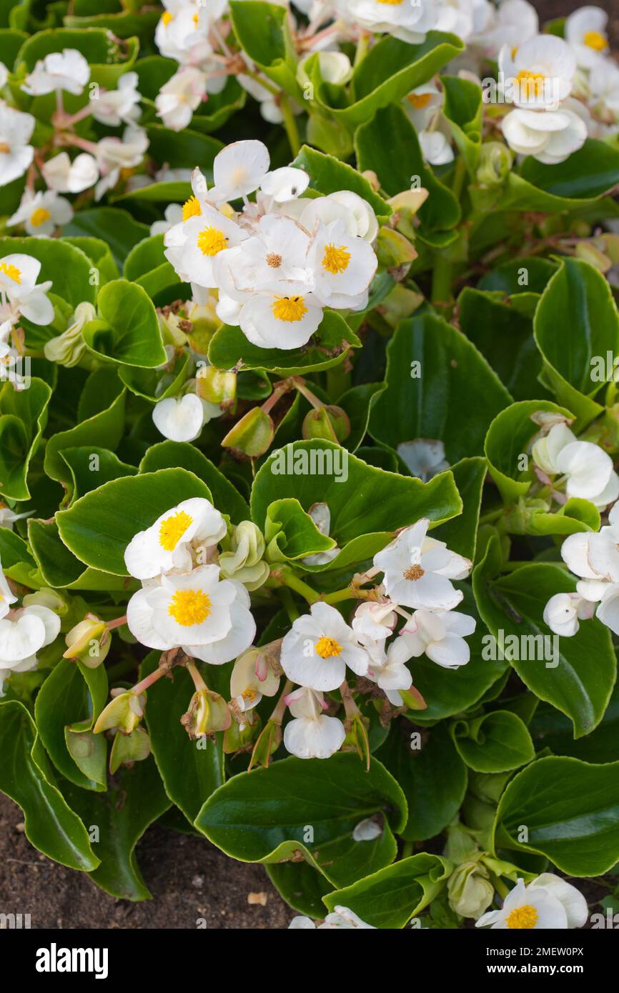 Begonia Inferno 'White' Stock Photo - Alamy