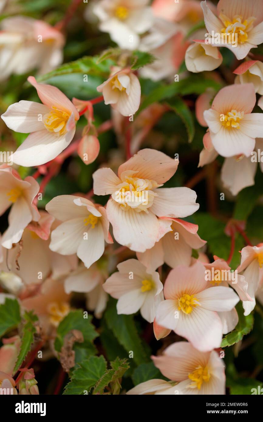 Cream begonia hi-res stock photography and images - Alamy