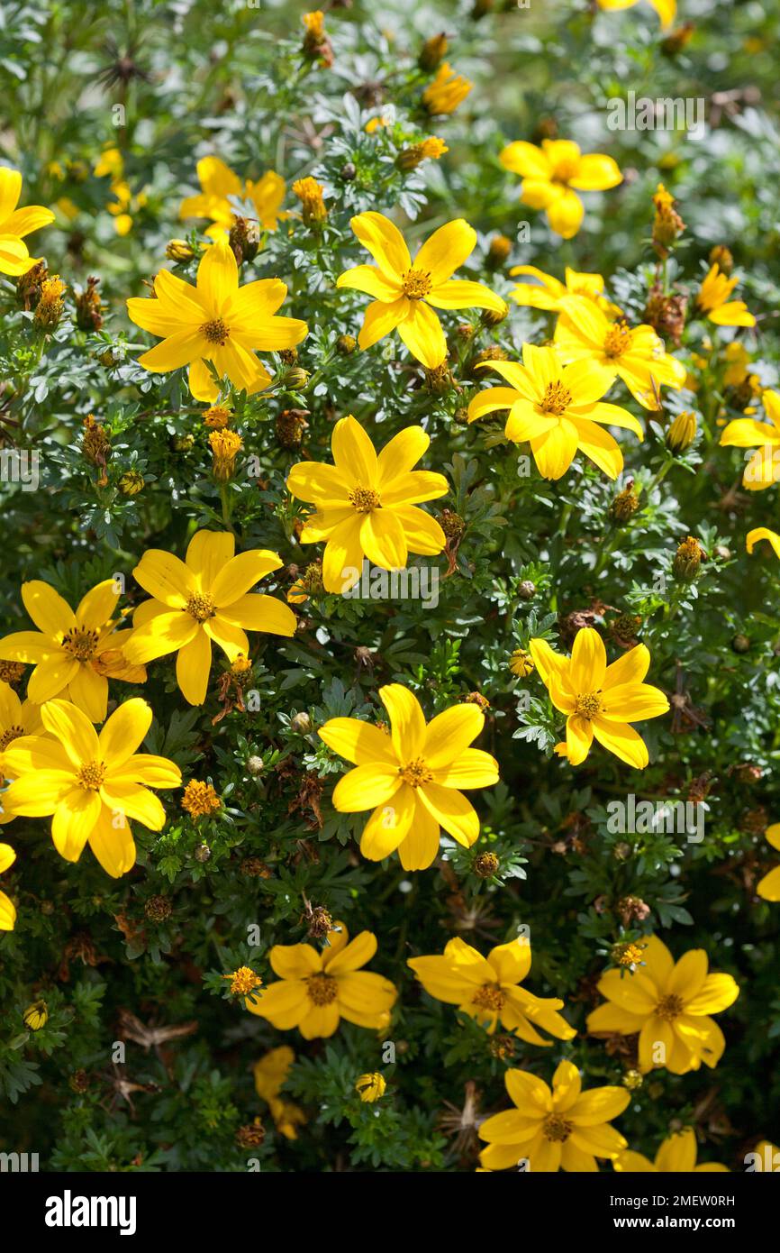 Bidens ferulifolia 'Golden Glory' Stock Photo - Alamy
