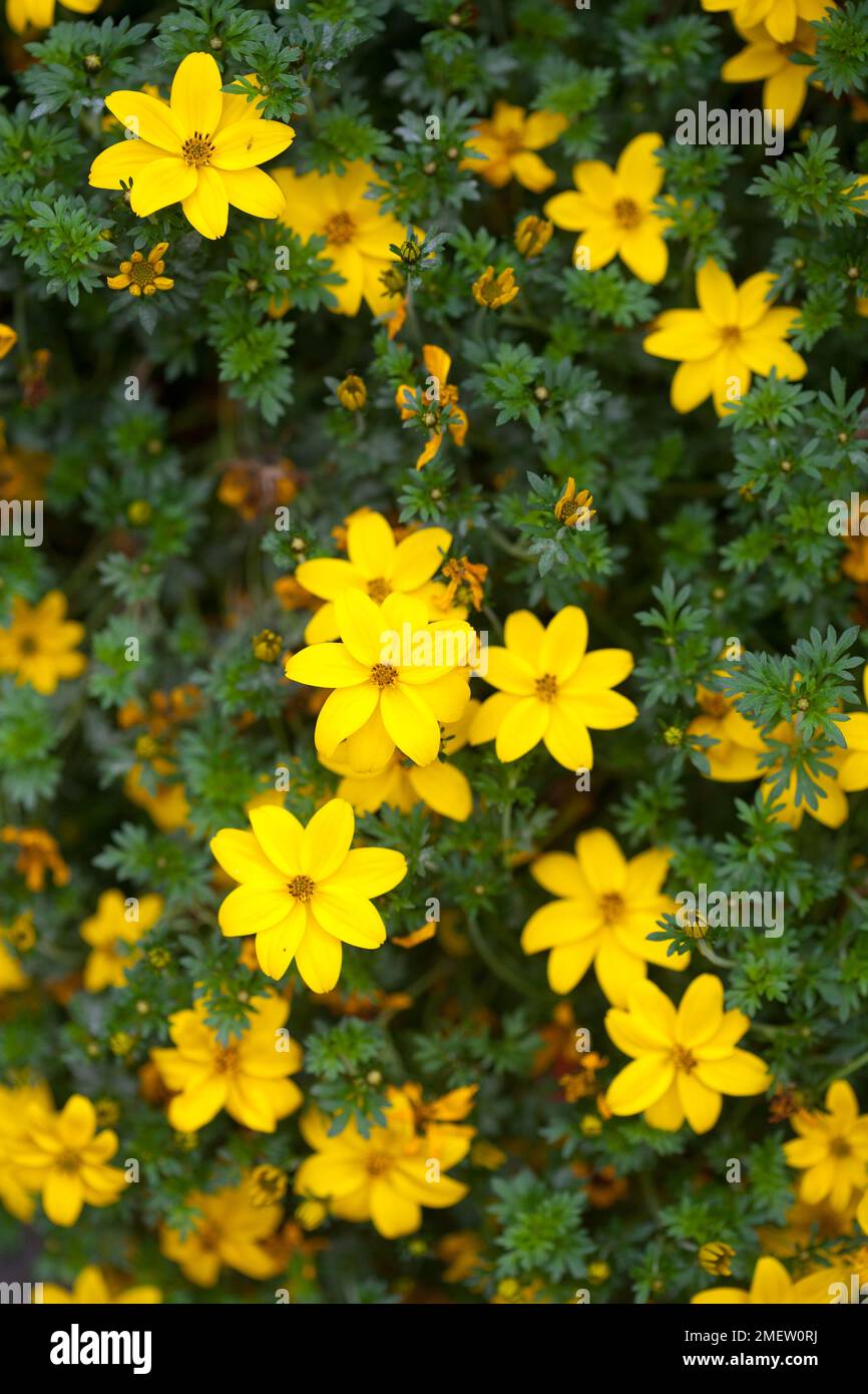 Bidens ferulifolia 'Golden Glory' Stock Photo - Alamy