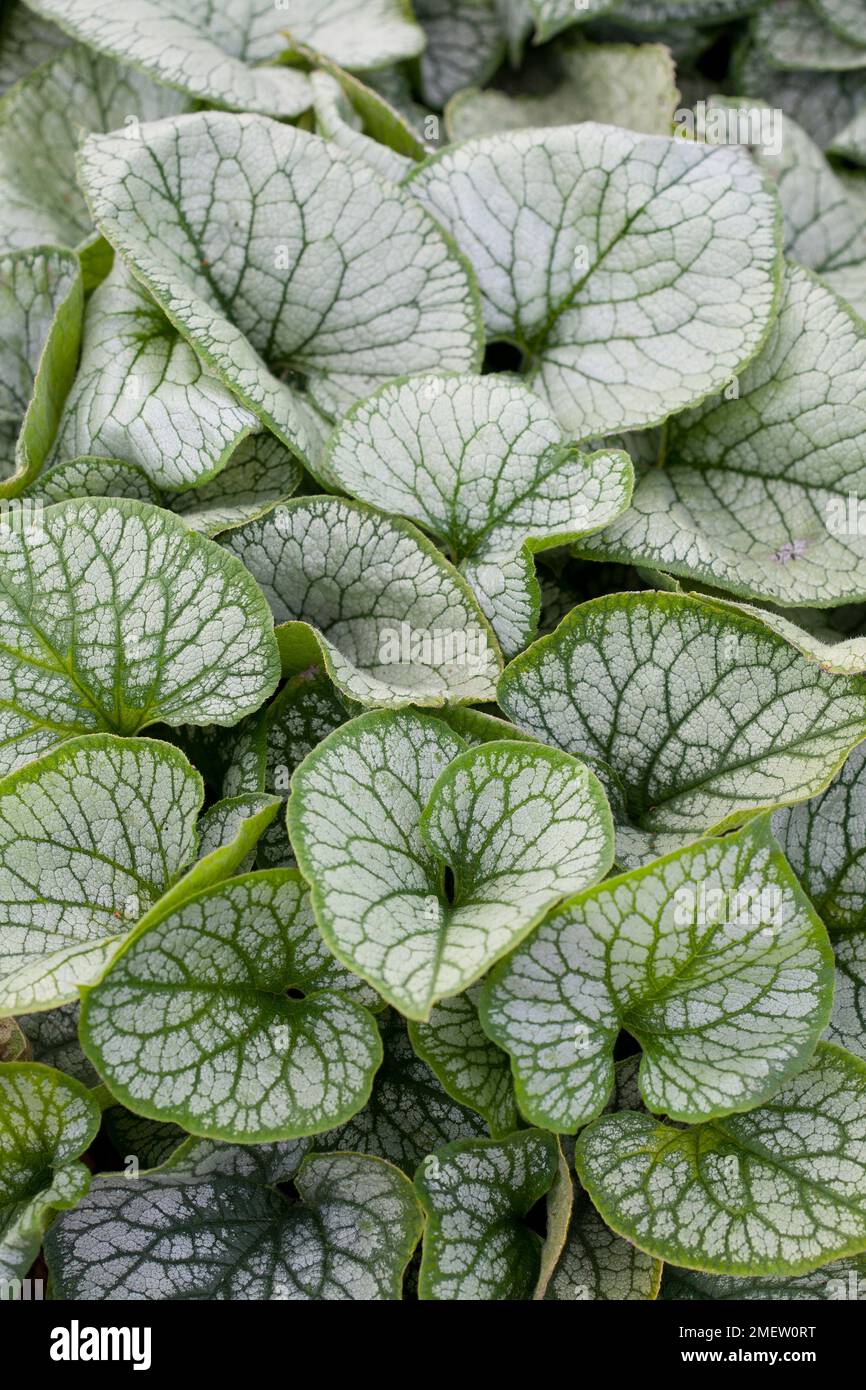 Brunnera macrophylla 'Jack Frost' Stock Photo - Alamy