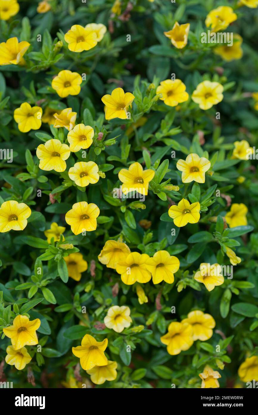 Deep yellow colour hi-res stock photography and images - Alamy