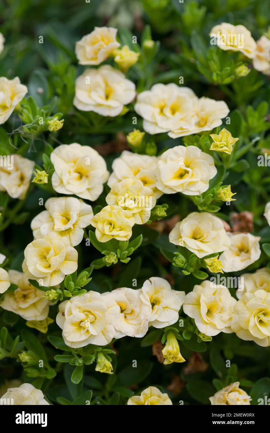 Calibrachoa cabaret double light yellow hi-res stock photography and ...