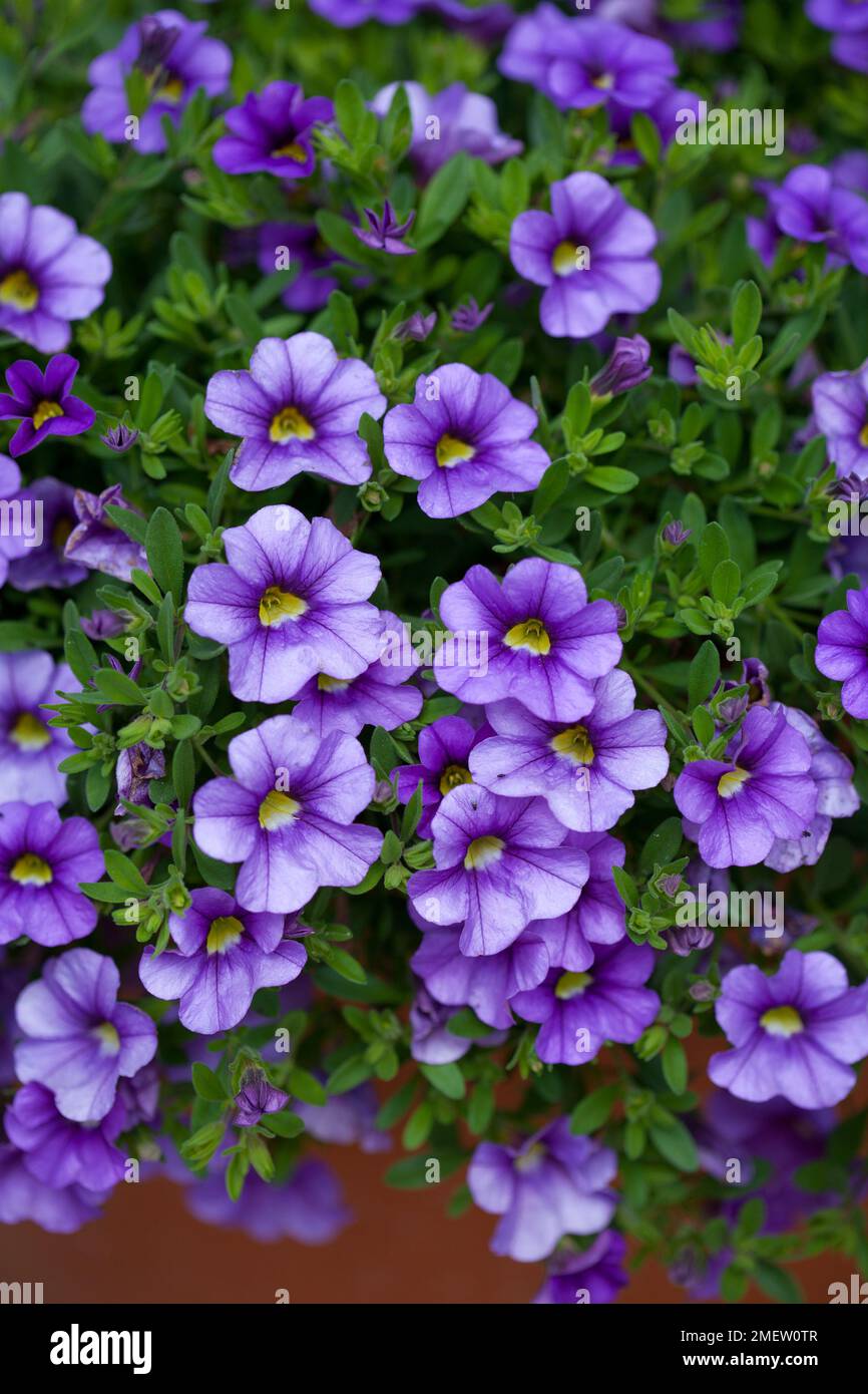 Calibrachoa cabaret lavender hi-res stock photography and images - Alamy