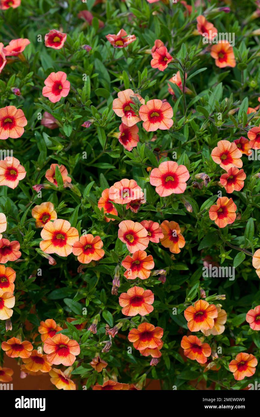 Calibrachoa Can Can Coral Reef Stock Photo - Alamy