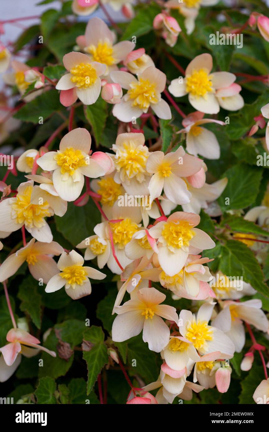 Begonia Sherbet Bon Bon Stock Photo - Alamy