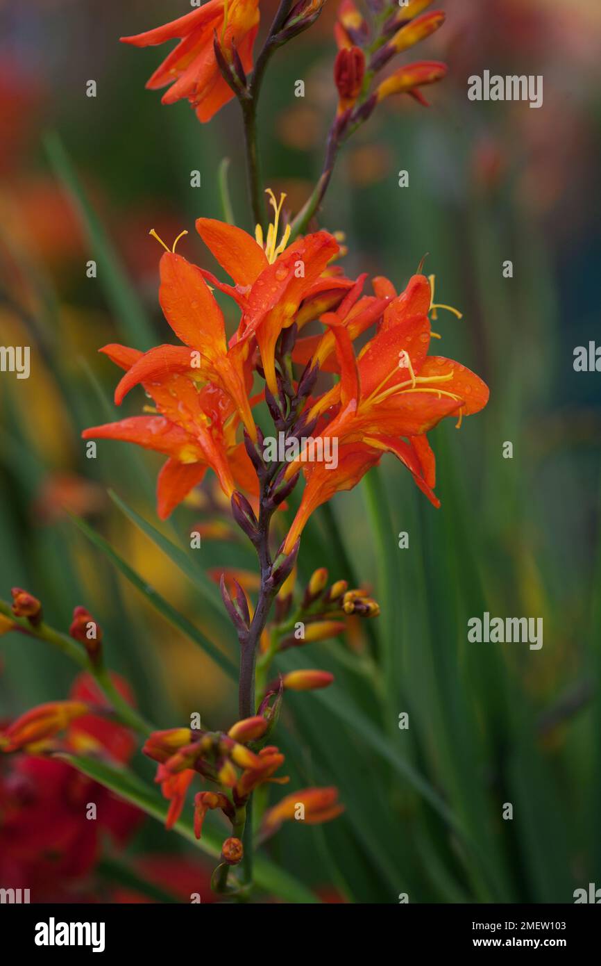Prince of orange flower hi-res stock photography and images - Alamy