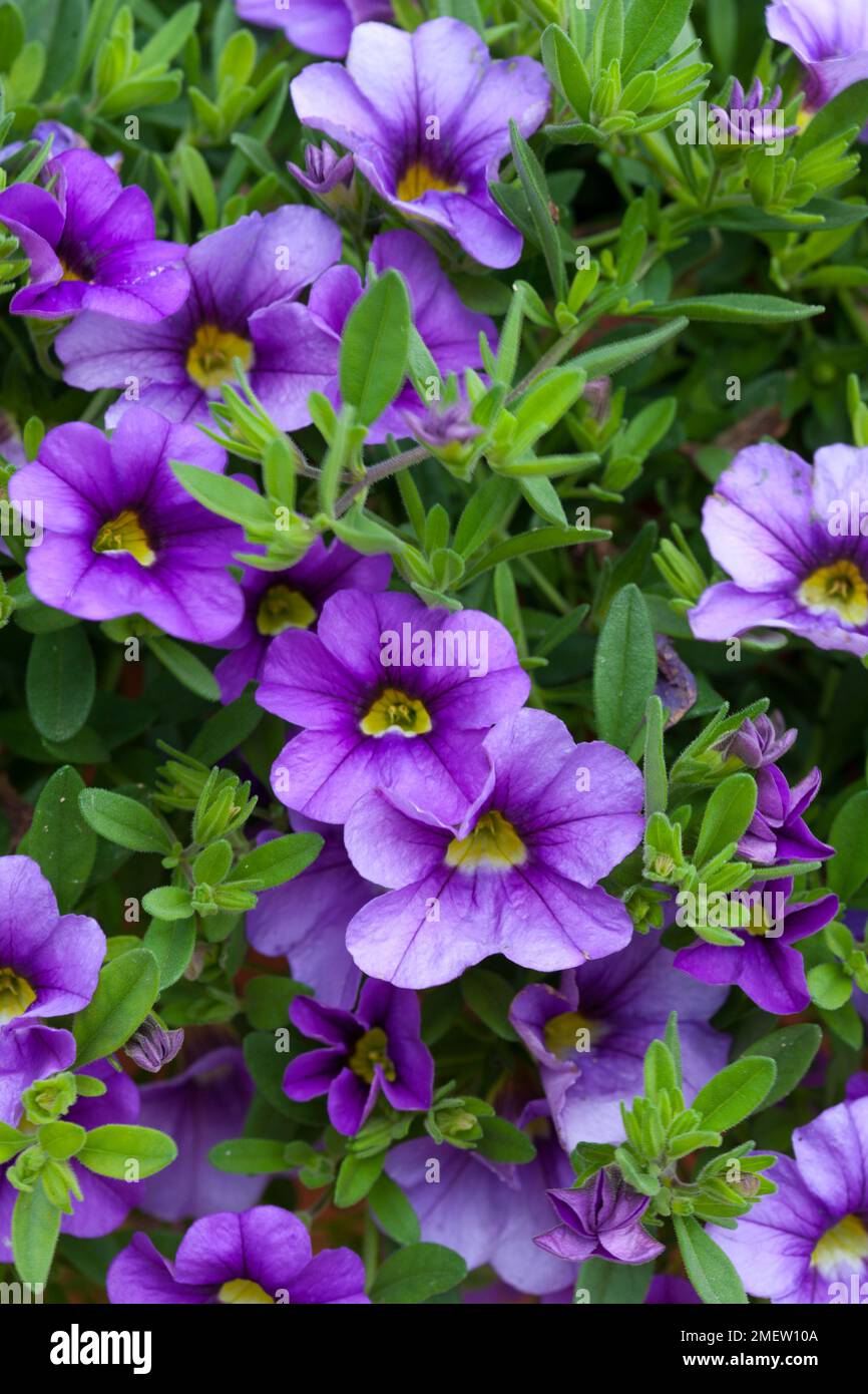 Calibrachoa cabaret lavender hi-res stock photography and images - Alamy