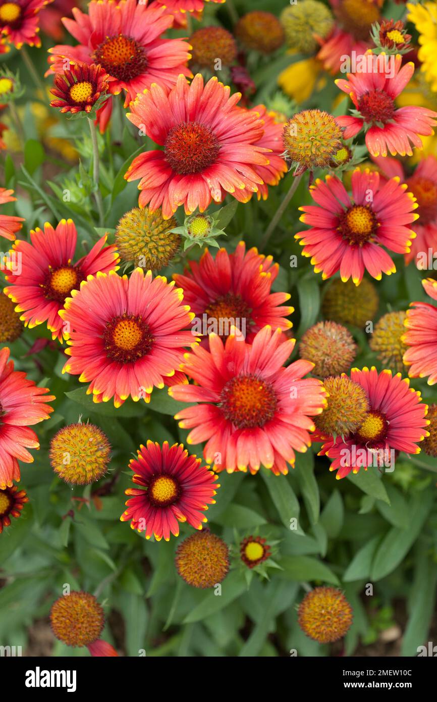 Gaillardia grandiflora 'Arizona Red Shades' Stock Photo - Alamy