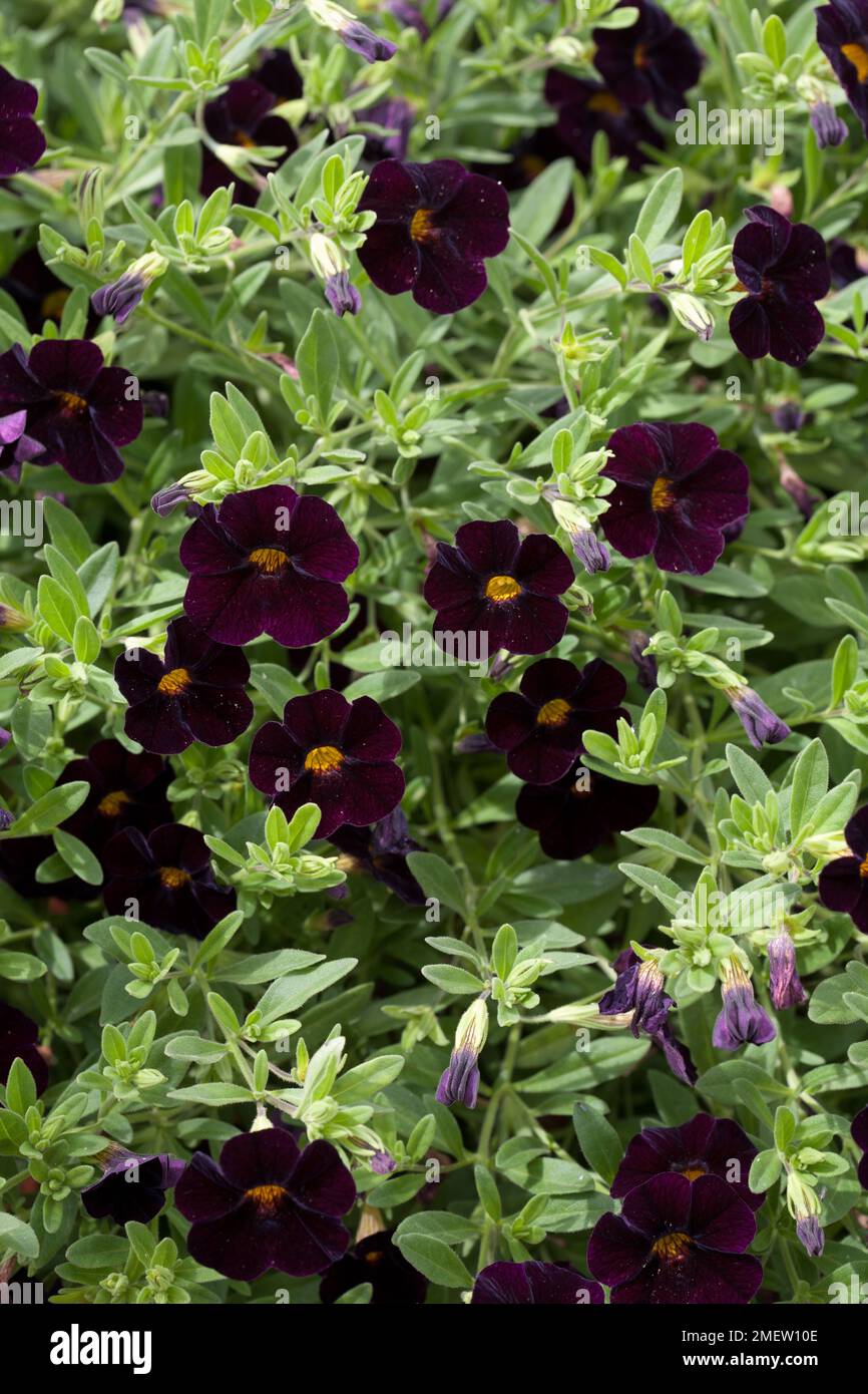 Calibrachoa Can Can Black Cherry Stock Photo - Alamy
