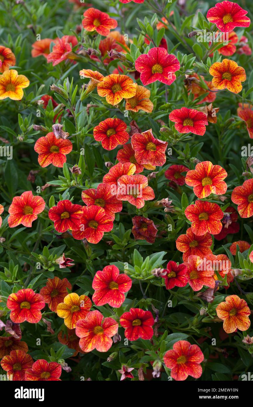 Calibrachoa ‘can can terracotta hi-res stock photography and images - Alamy