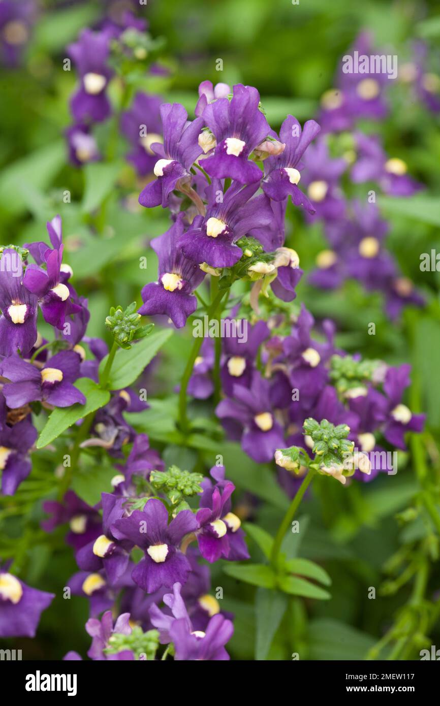 Royal blue purple flowers hi-res stock photography and images - Alamy