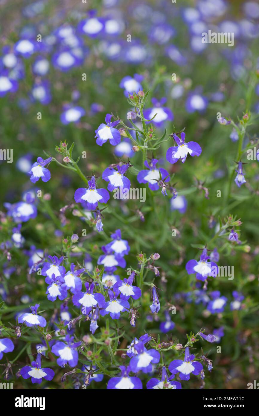 Lobelia erinus Waterfall Series 'Blue Ice' Stock Photo - Alamy