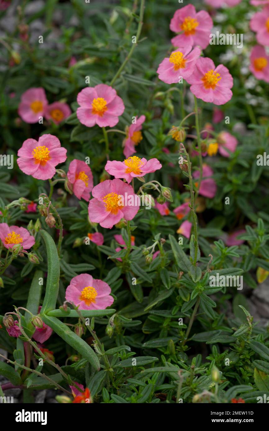 Helianthemum 'Lawrensons Pink' Stock Photo - Alamy