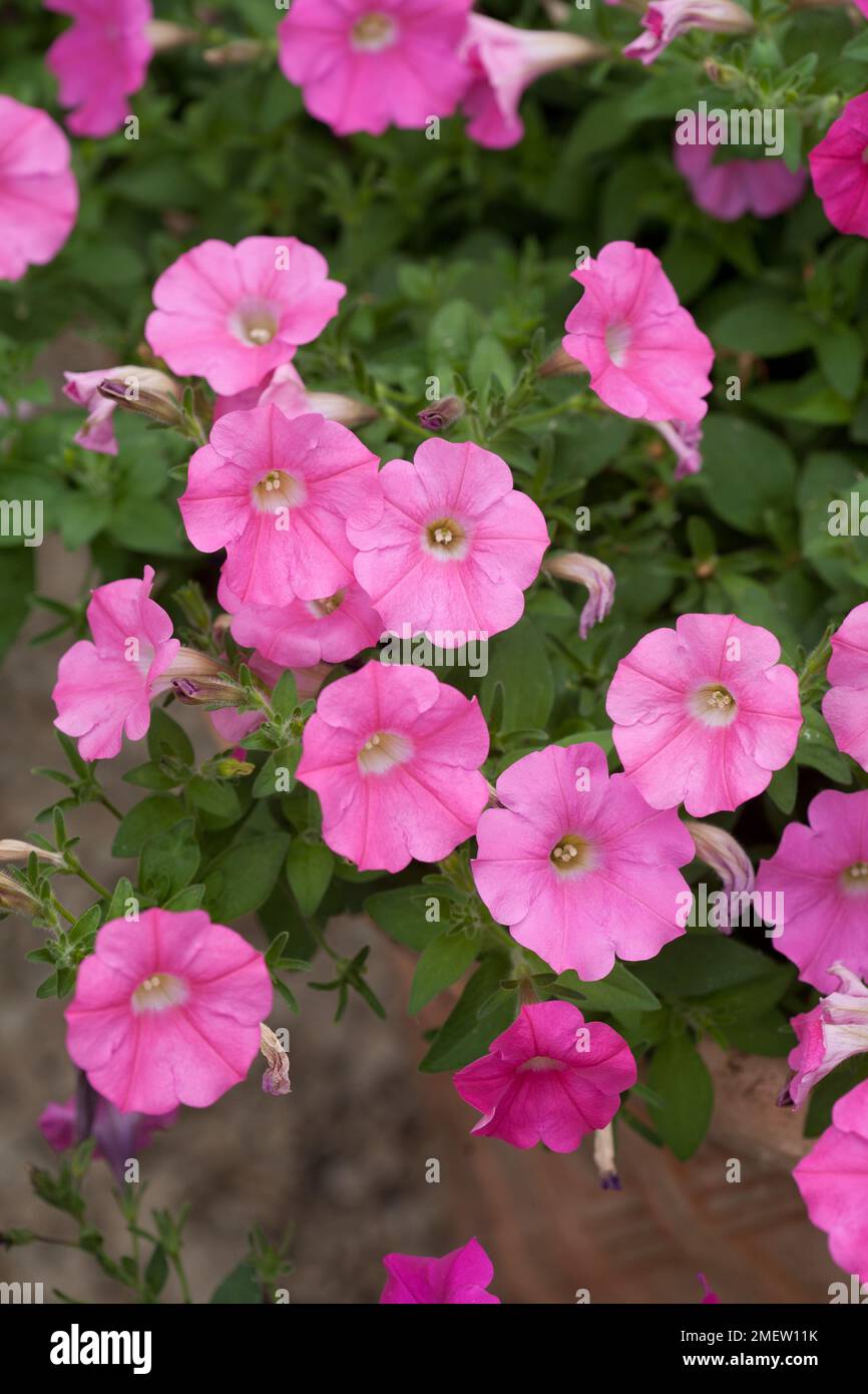 Petunia Shock Wave 'Rose' Stock Photo - Alamy