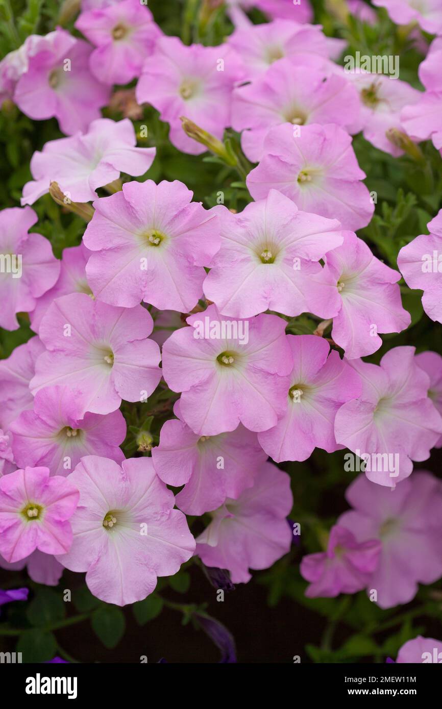 Mystic colour hi-res stock photography and images - Alamy